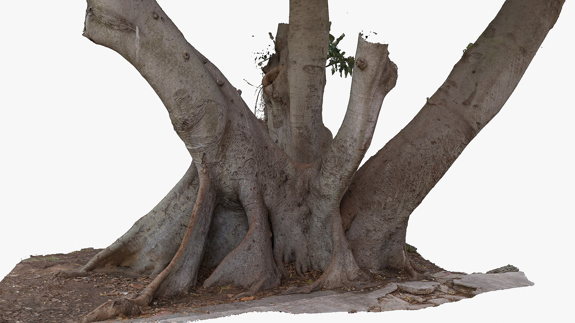 3D Giant Ficus Tree 4 x 16k Textures RAW 3D Scan - TurboSquid 1812046