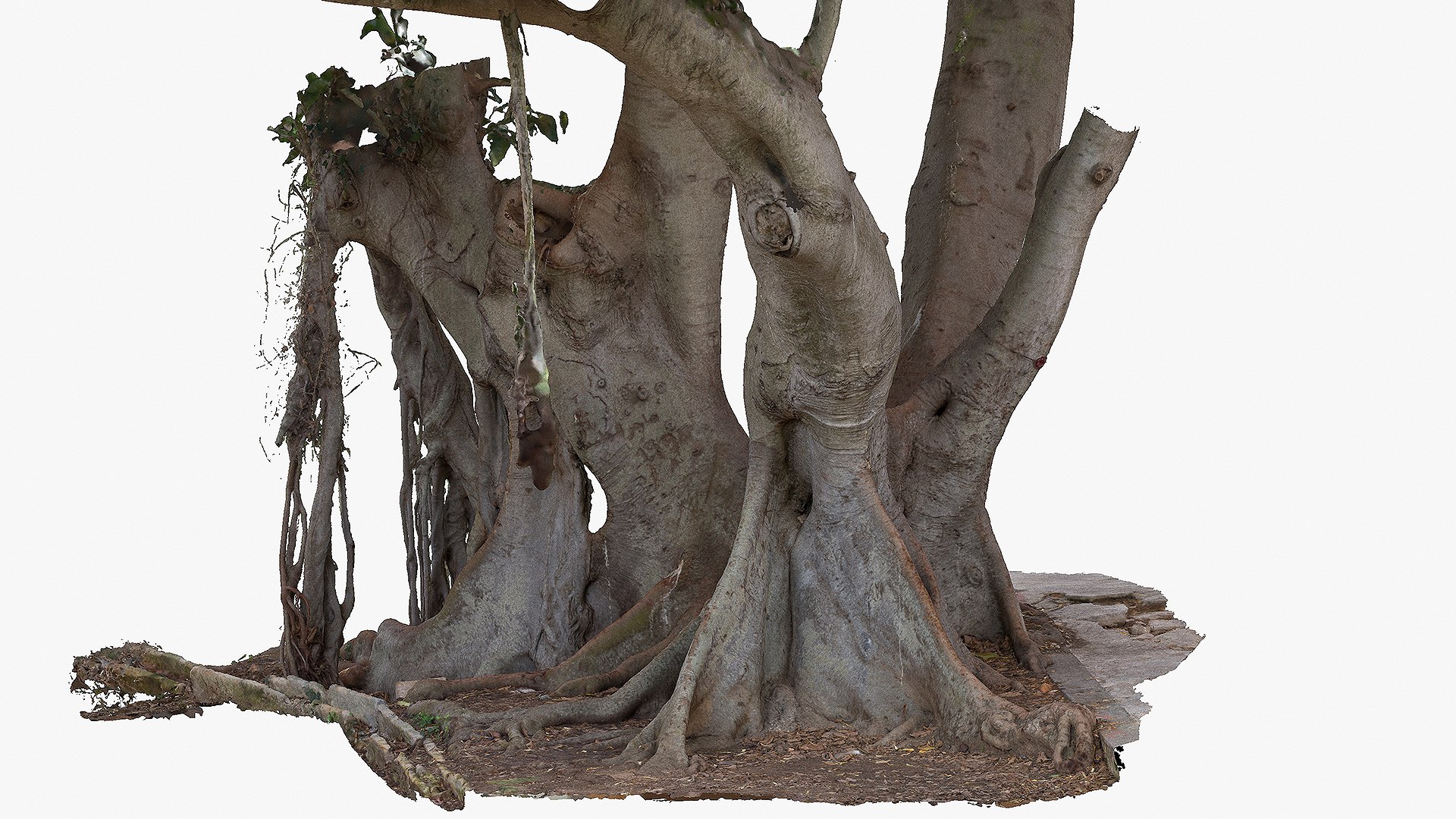 3D Giant Ficus Tree 4 x 16k Textures RAW 3D Scan - TurboSquid 1812046