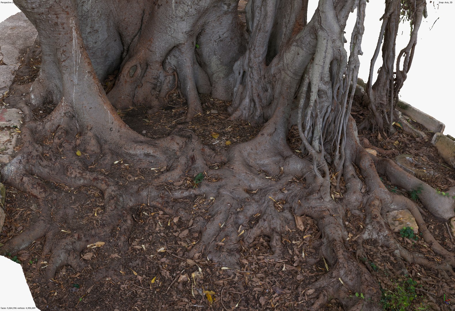 3D Giant Ficus Tree 4 x 16k Textures RAW 3D Scan - TurboSquid 1812046