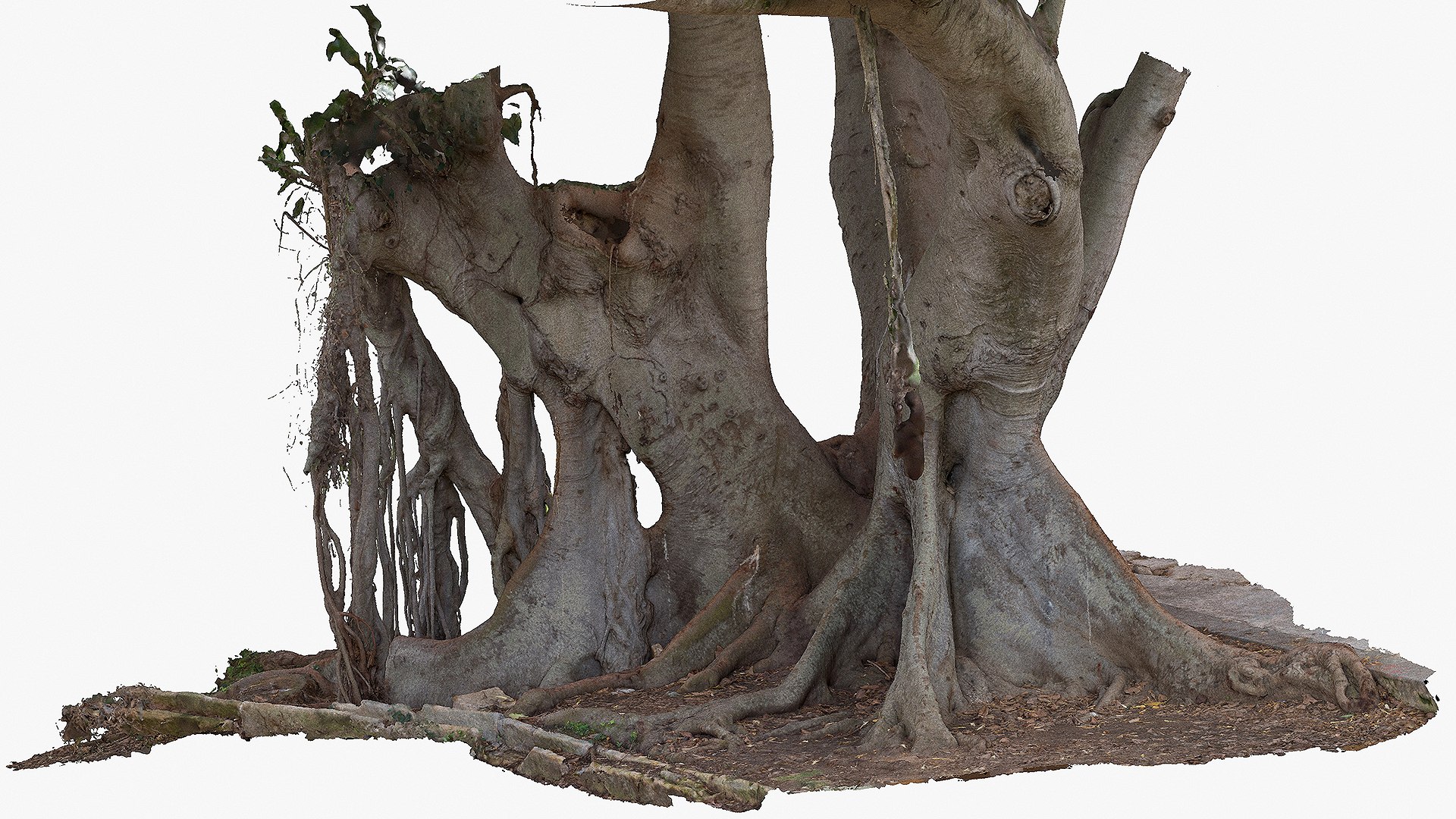 3D Giant Ficus Tree 4 x 16k Textures RAW 3D Scan - TurboSquid 1812046