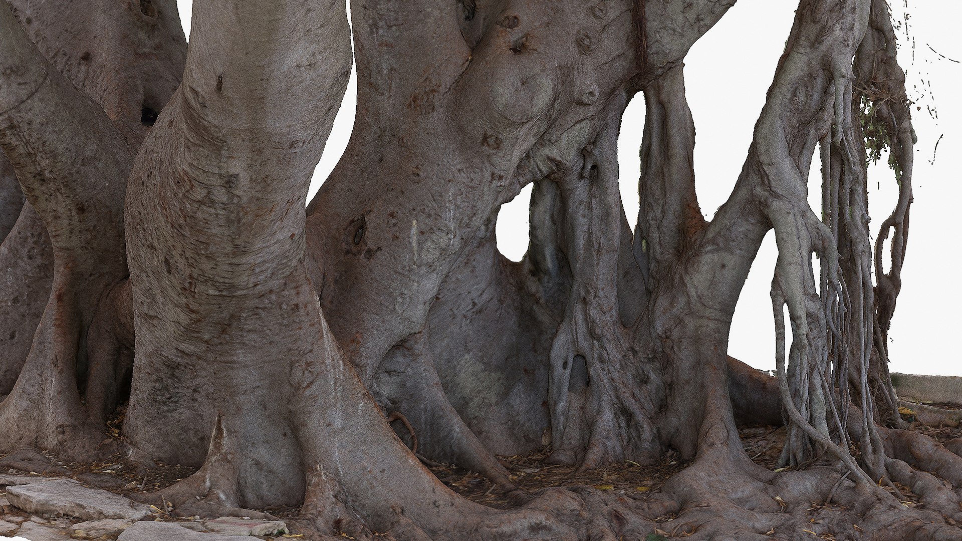 3D Giant Ficus Tree 4 x 16k Textures RAW 3D Scan - TurboSquid 1812046