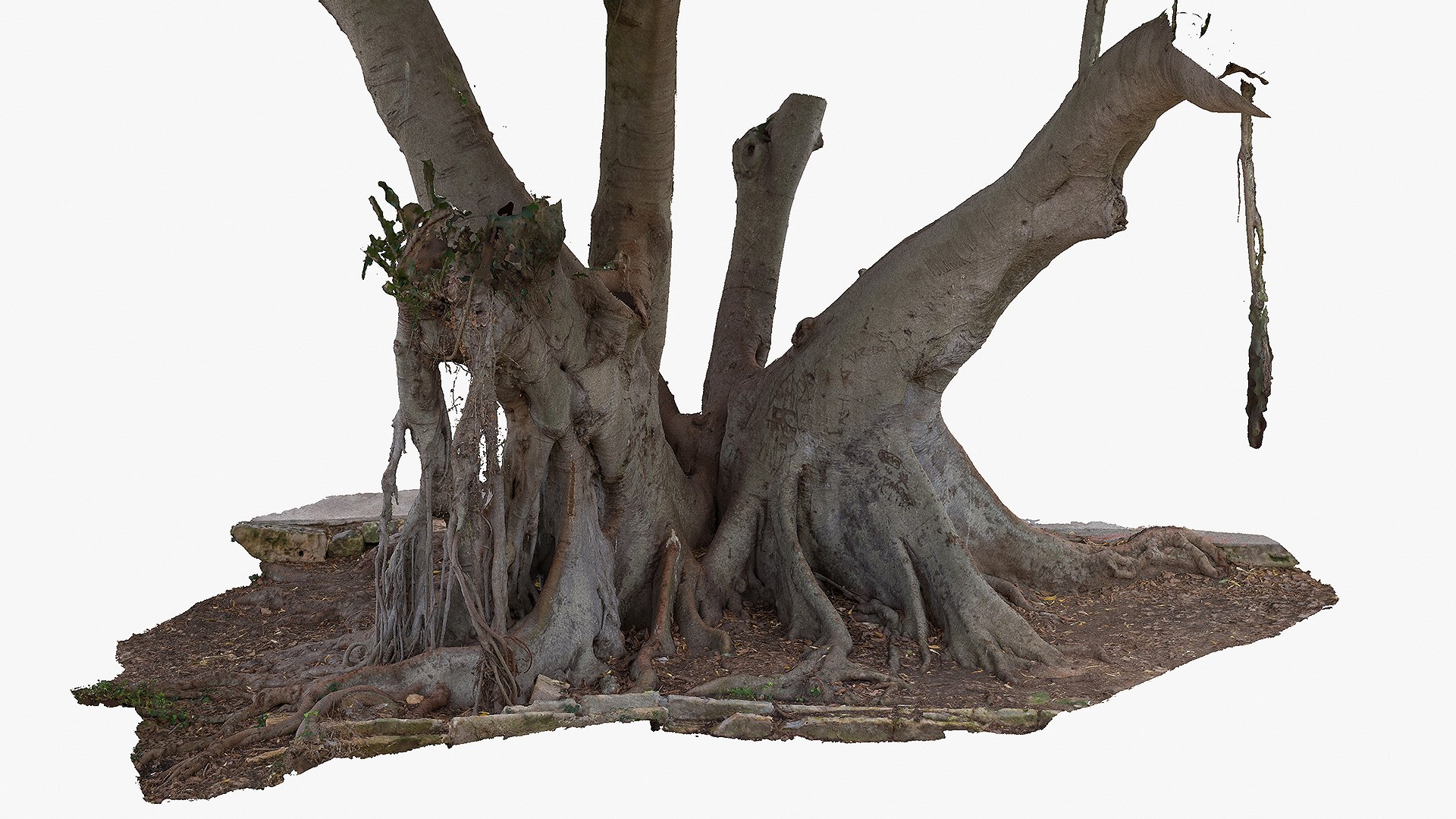 3D Giant Ficus Tree 4 x 16k Textures RAW 3D Scan - TurboSquid 1812046