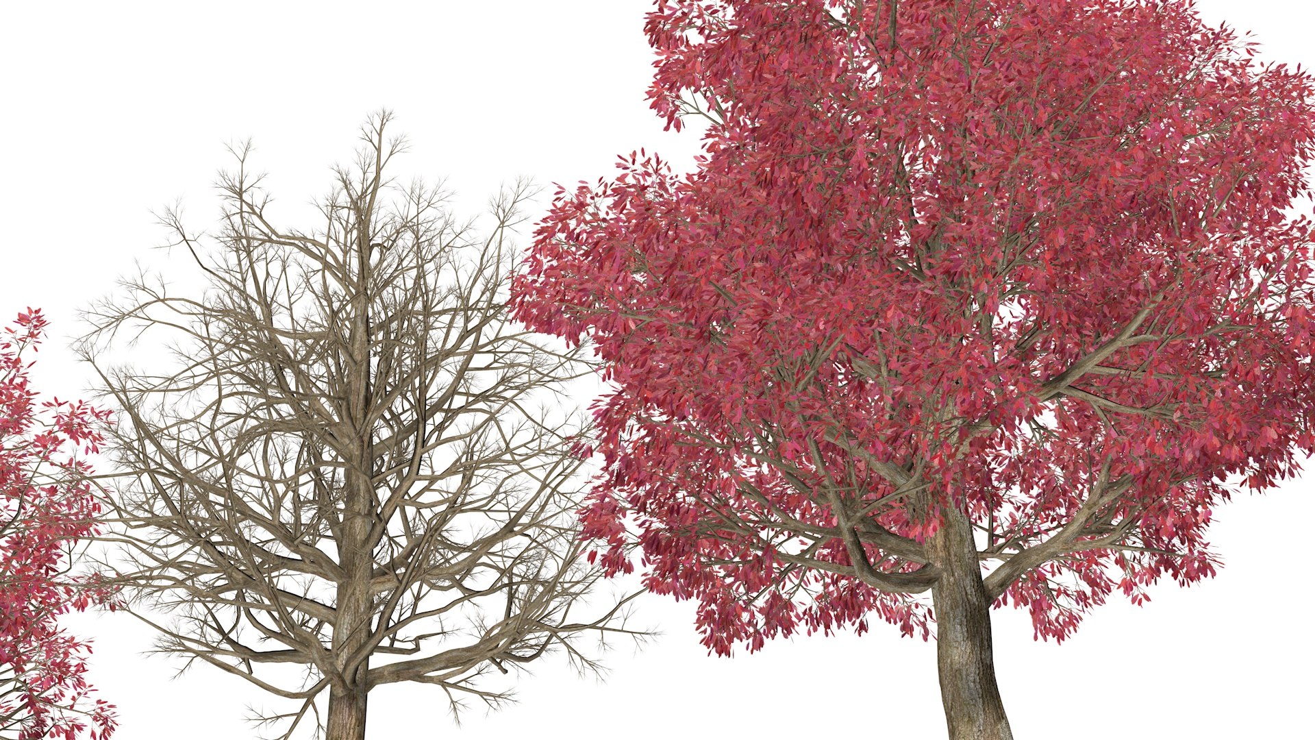 3D Three Pink trees v2 model - TurboSquid 1770256