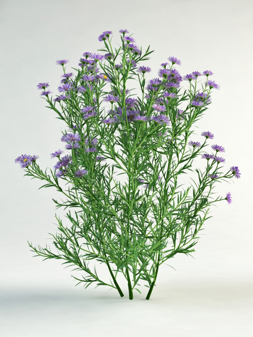 Aster Bush 3d Model