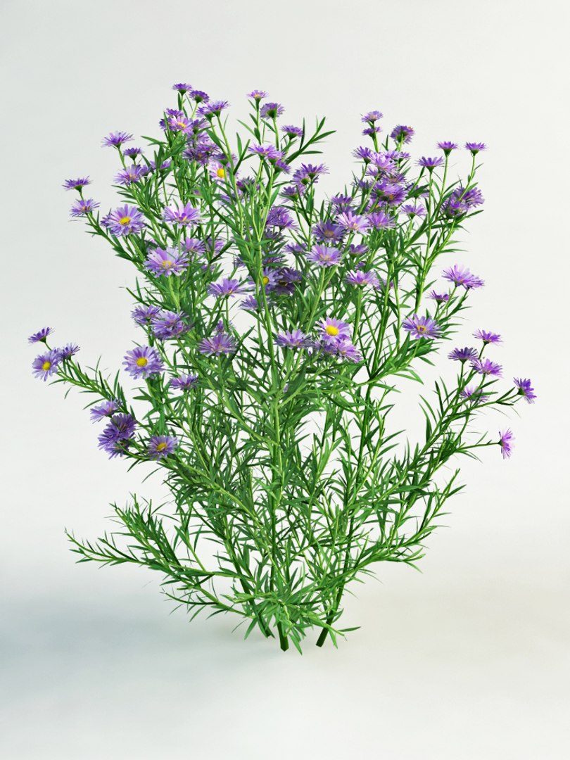 Aster Bush 3d Model