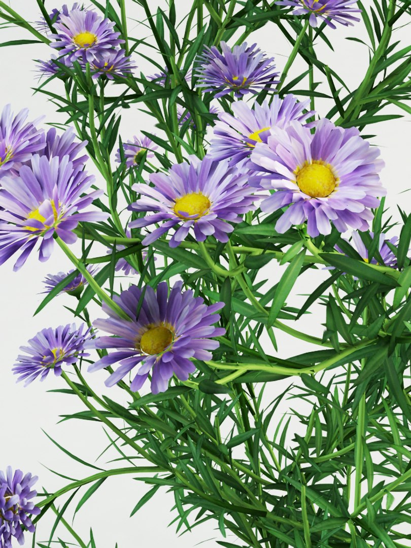 Aster Bush 3d Model