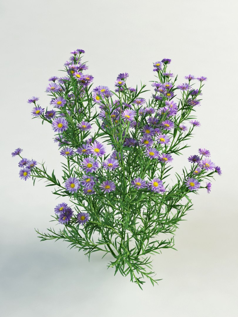 Aster Bush 3d Model