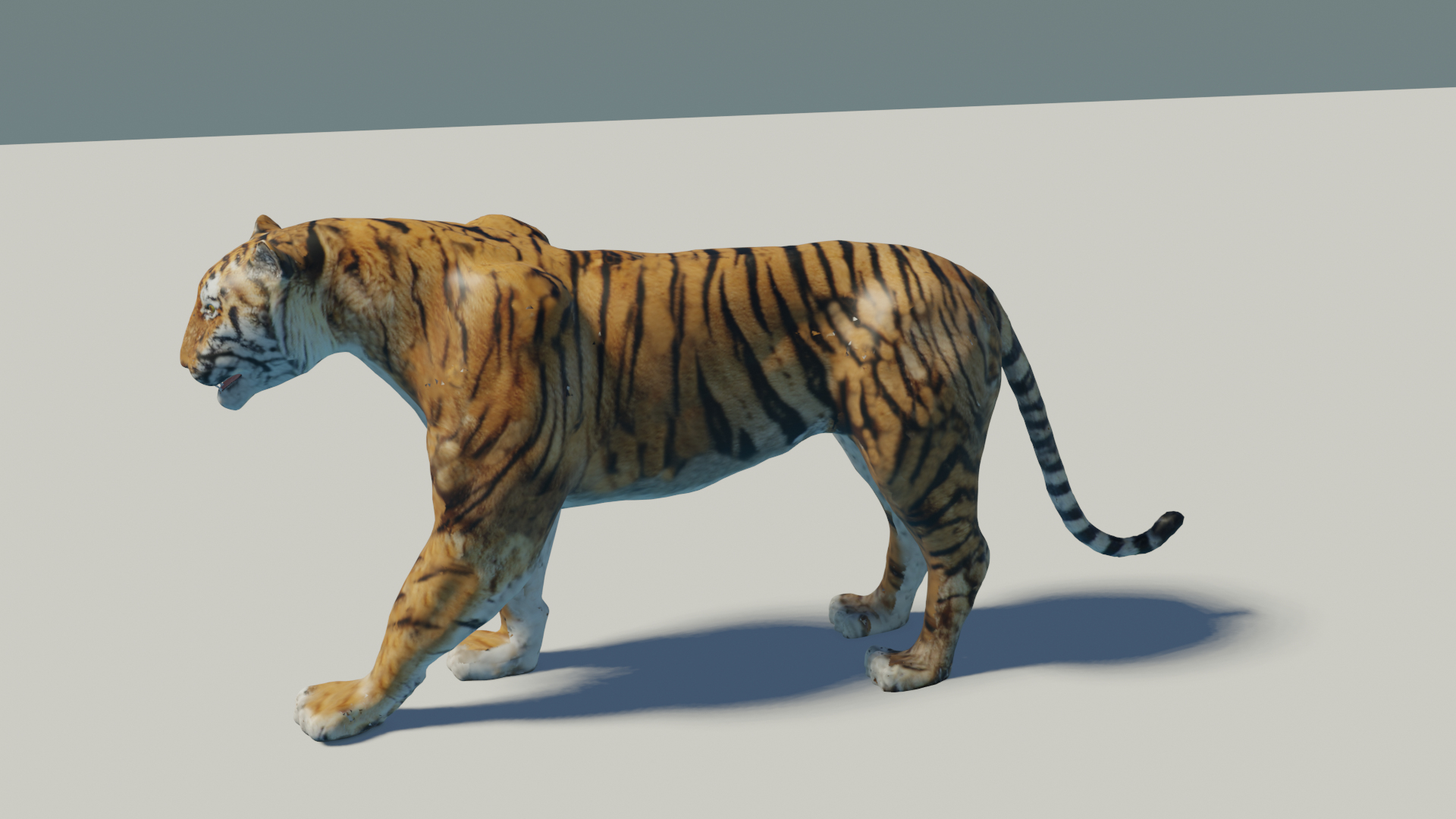 3D Tiger - TurboSquid 1897352