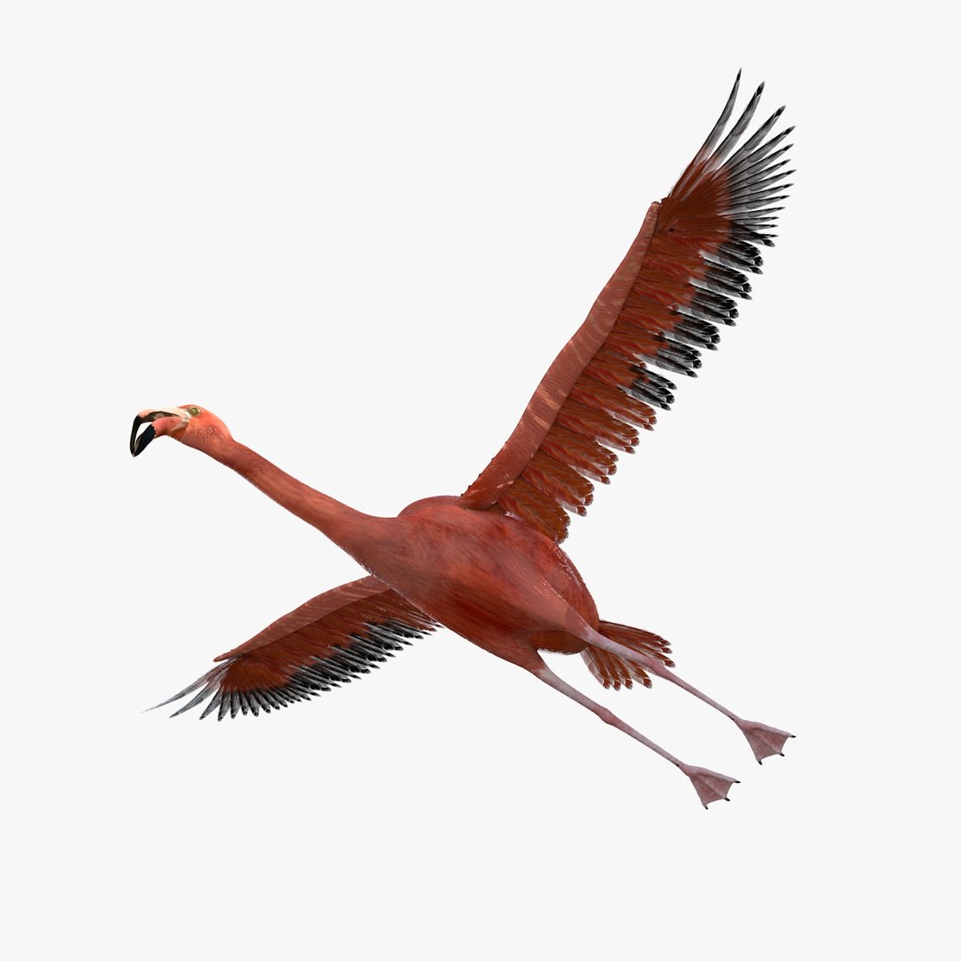 Rigged Model - TurboSquid 1536401