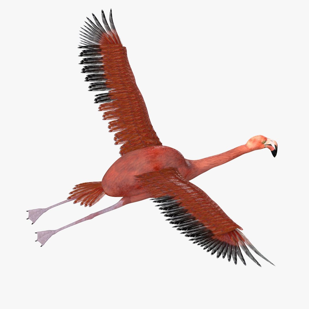 Rigged Model - TurboSquid 1536401