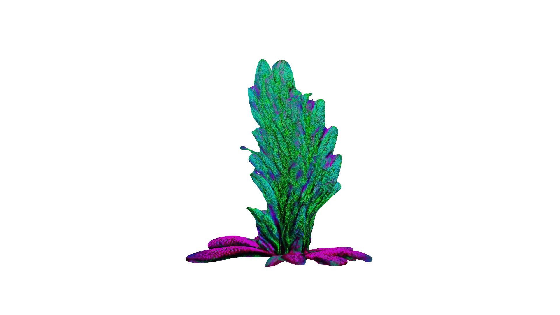 Seaweed 3D Model - TurboSquid 2221423