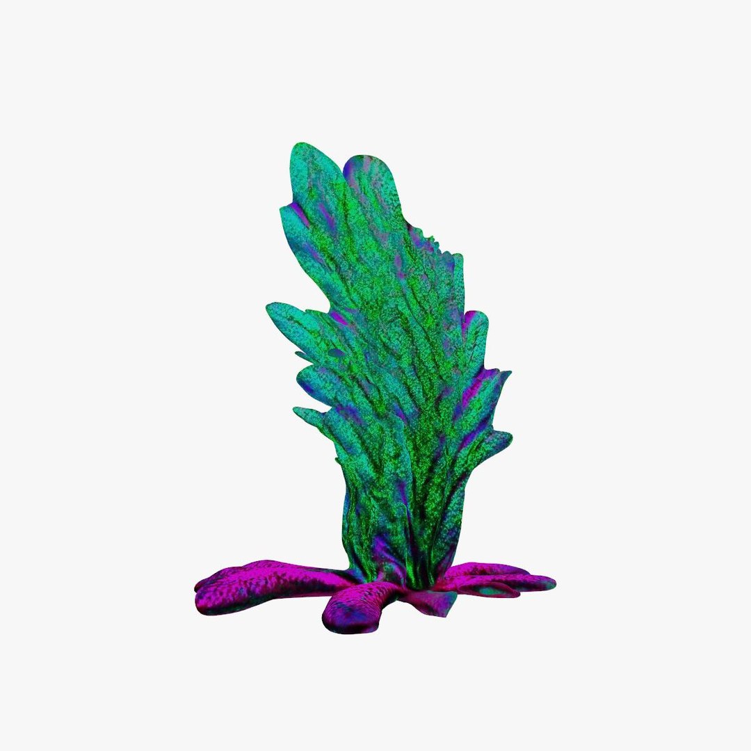 Seaweed 3D Model - TurboSquid 2221423