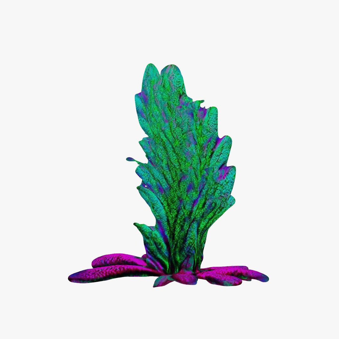 Seaweed 3D Model - TurboSquid 2221423