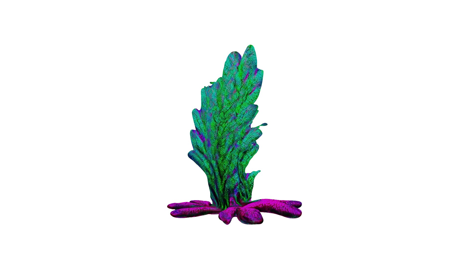 Seaweed 3D Model - TurboSquid 2221423
