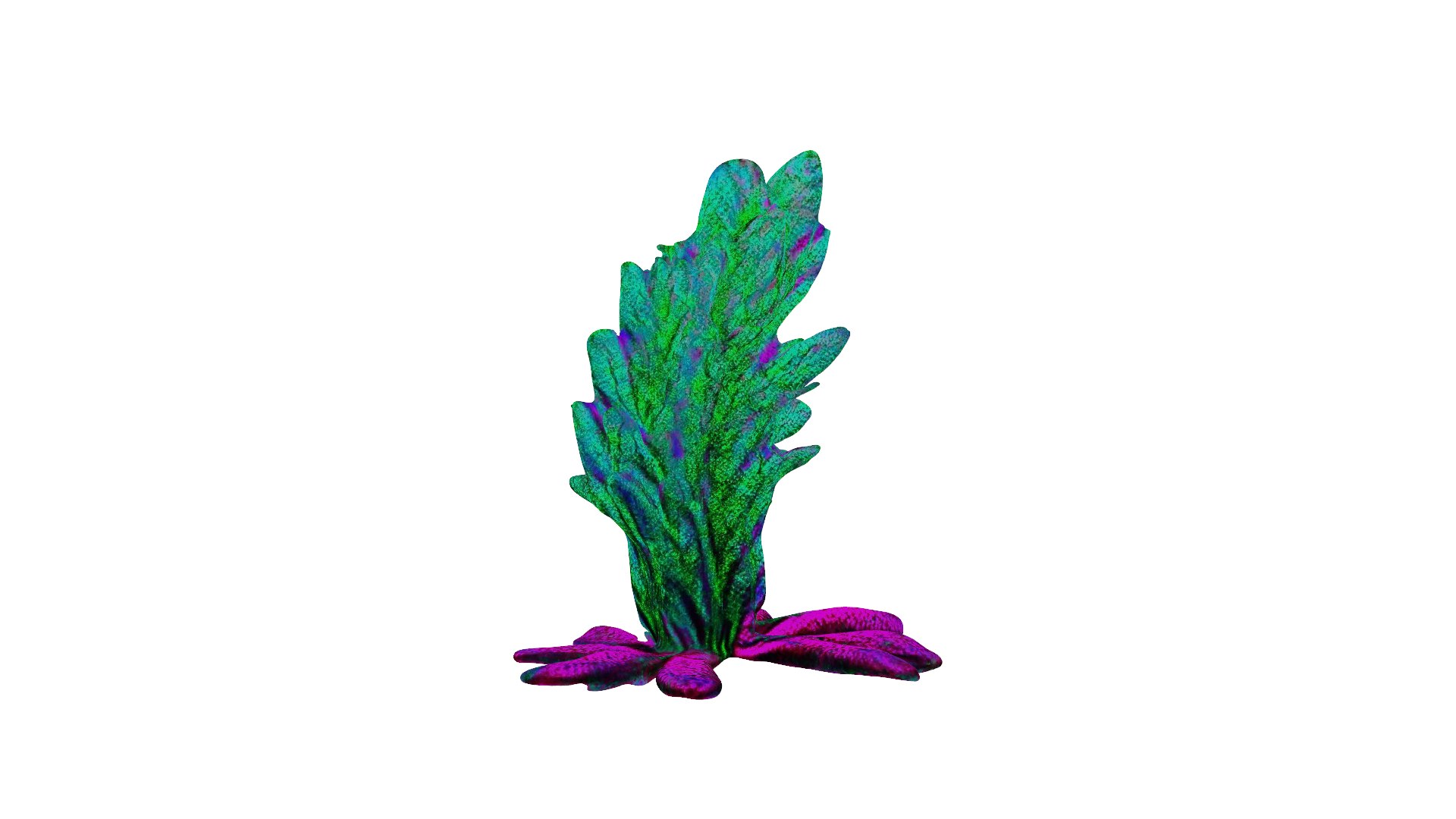 Seaweed 3D Model - TurboSquid 2221423