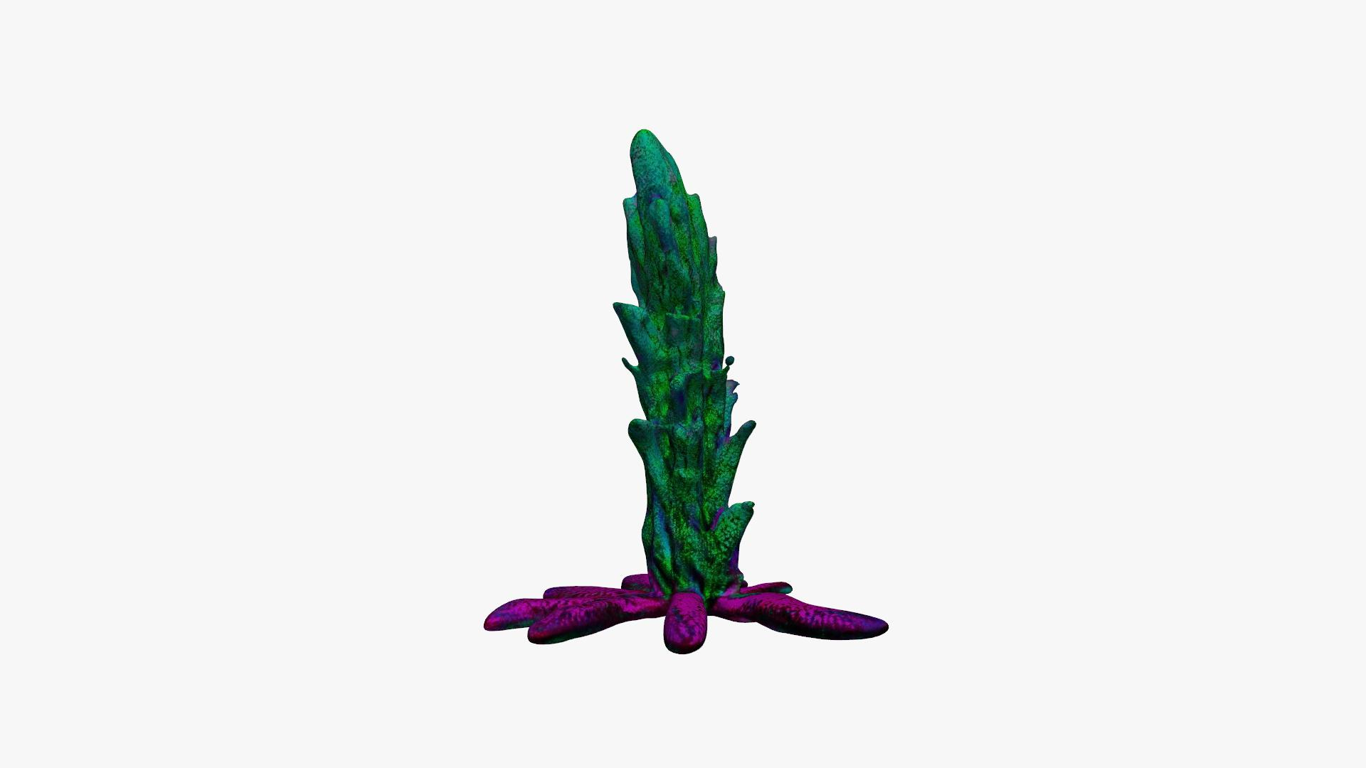 Seaweed 3D Model - TurboSquid 2221423
