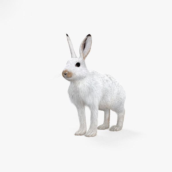 3D Hare Models | TurboSquid