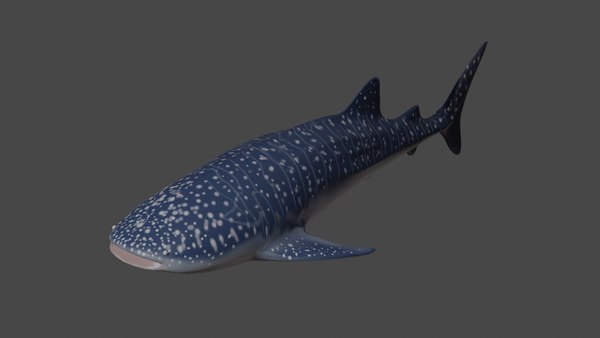 modelo 3d Tiburón ballena - TurboSquid 1581816