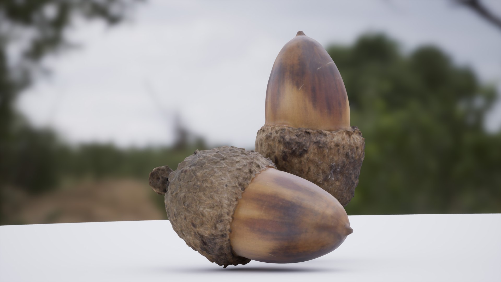 Acorn photoscanned model - TurboSquid 1344178