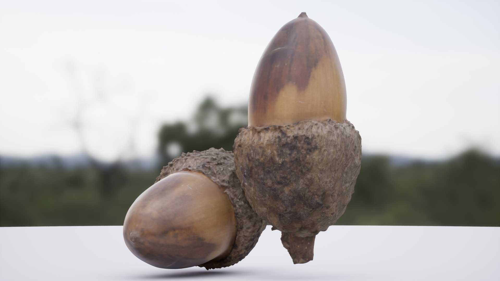 Acorn photoscanned model - TurboSquid 1344178