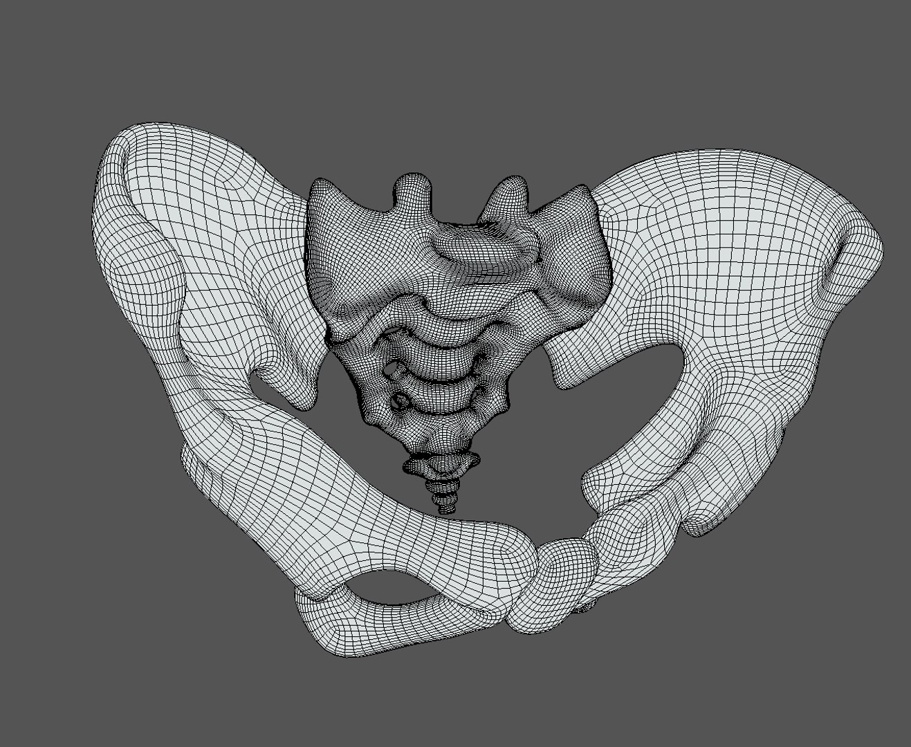 Pelvic Anatomy 3D Model - TurboSquid 1385699