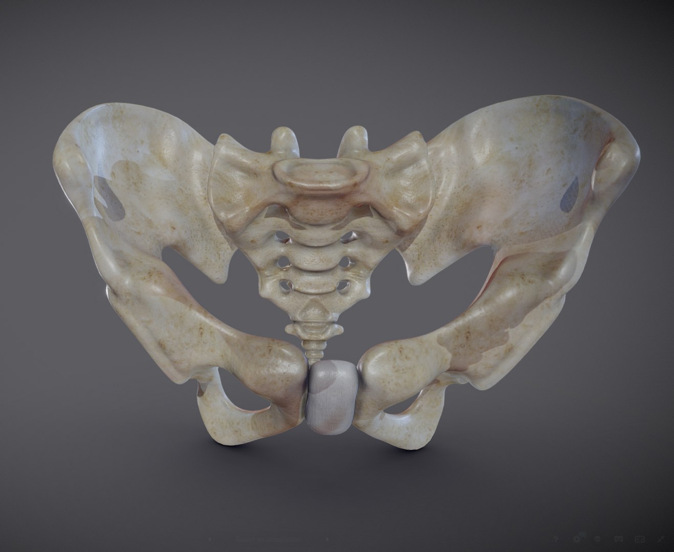 Pelvic Anatomy 3D Model - TurboSquid 1385699