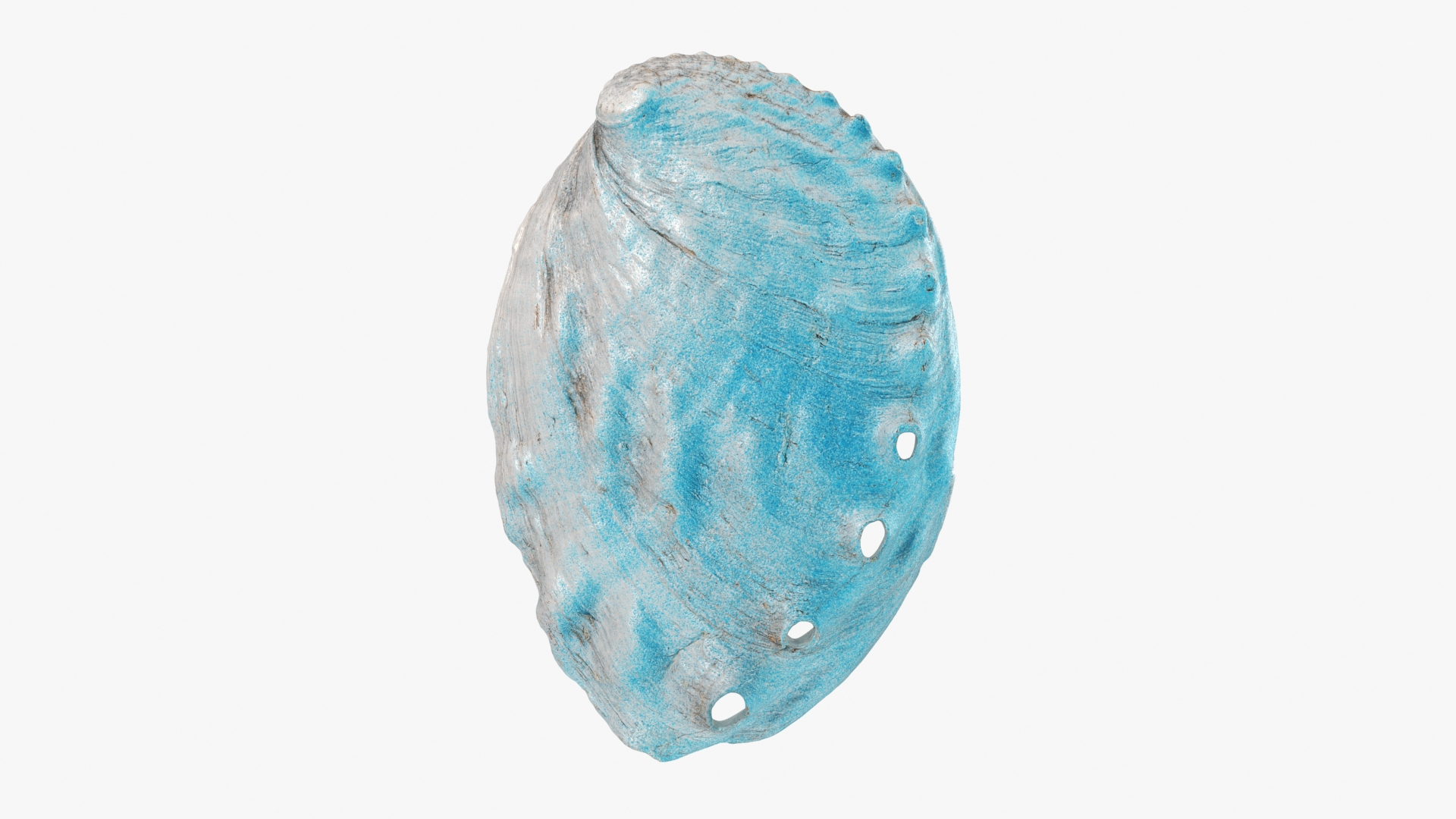 3D Blue Abalone Shell - TurboSquid 2324007