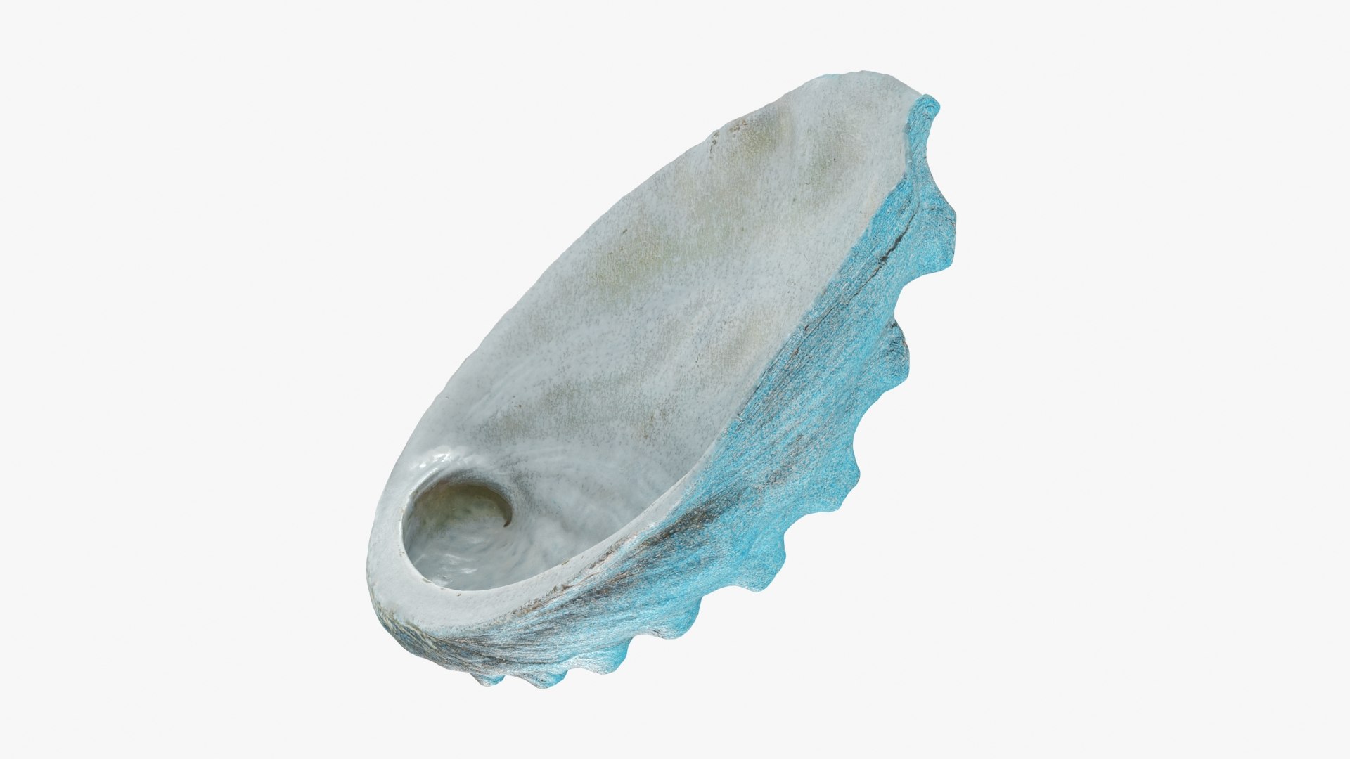 3D Blue Abalone Shell - TurboSquid 2324007