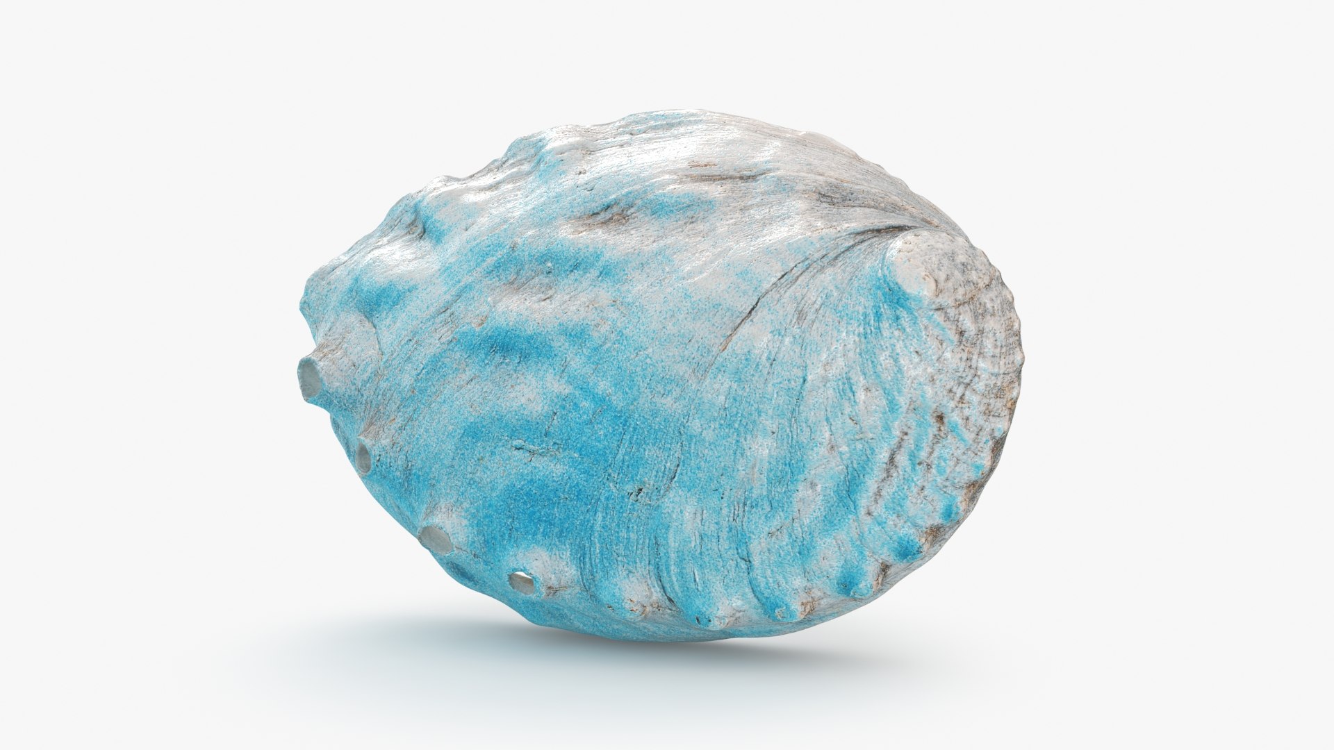 3D Blue Abalone Shell - TurboSquid 2324007