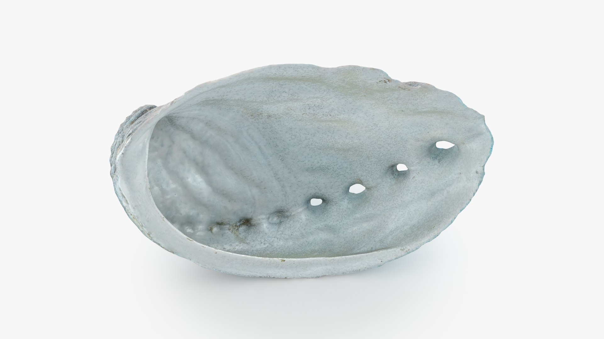 3D Blue Abalone Shell - TurboSquid 2324007