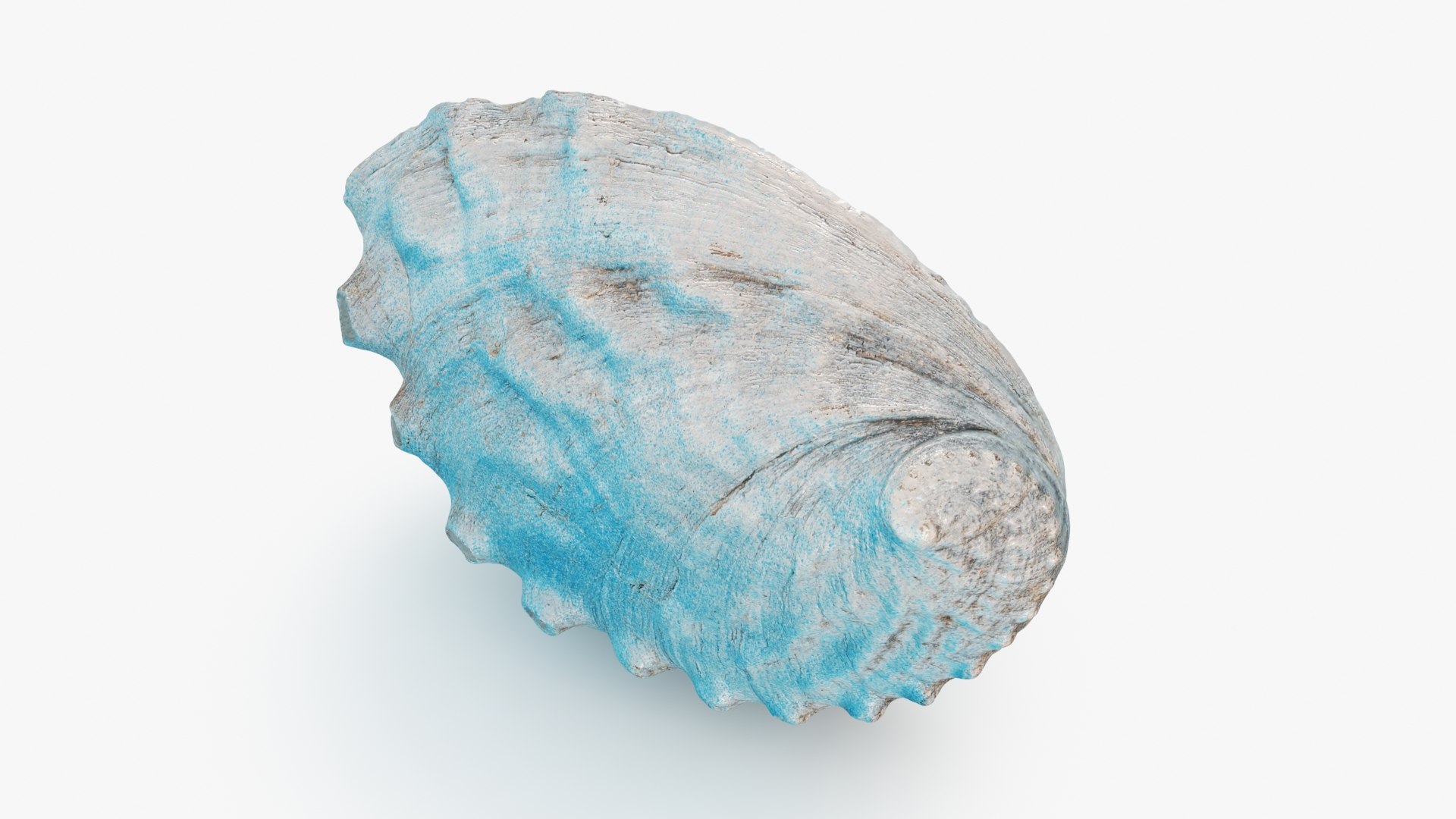 3D Blue Abalone Shell - TurboSquid 2324007