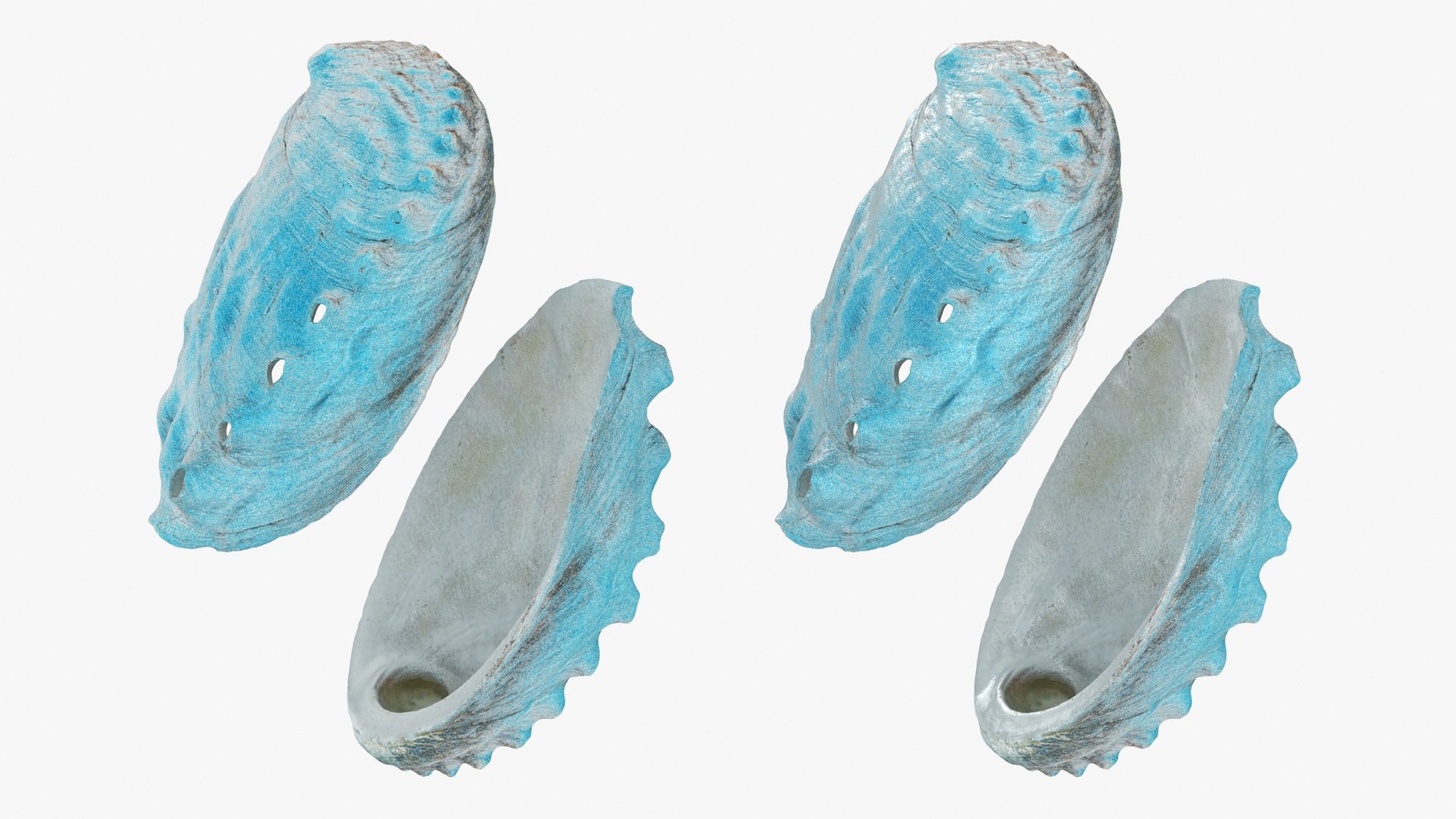3D Blue Abalone Shell - TurboSquid 2324007