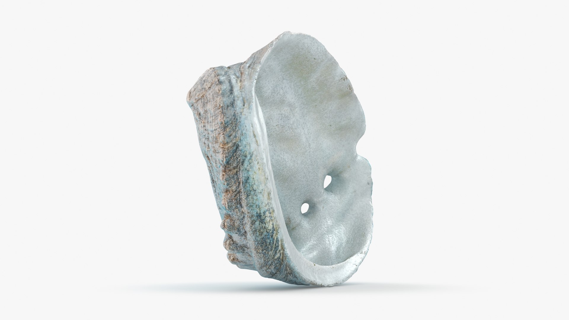 3D Blue Abalone Shell - TurboSquid 2324007