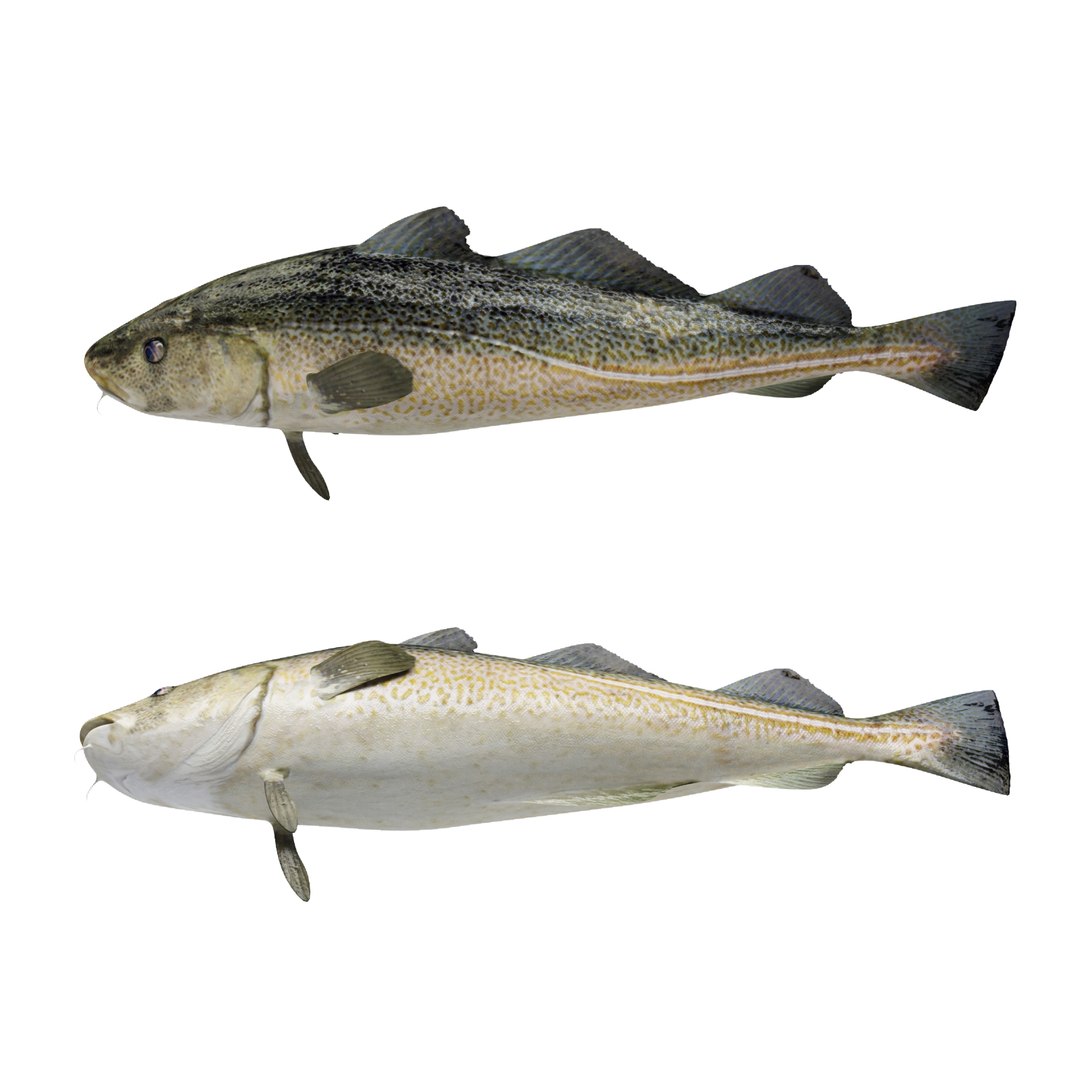 Cod Fish 3D Model - TurboSquid 1299408