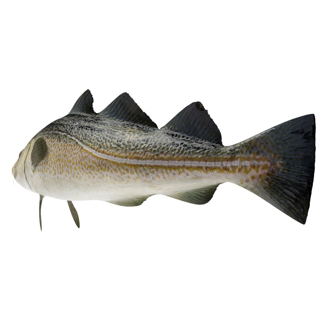 Cod Fish 3D Model - TurboSquid 1299408