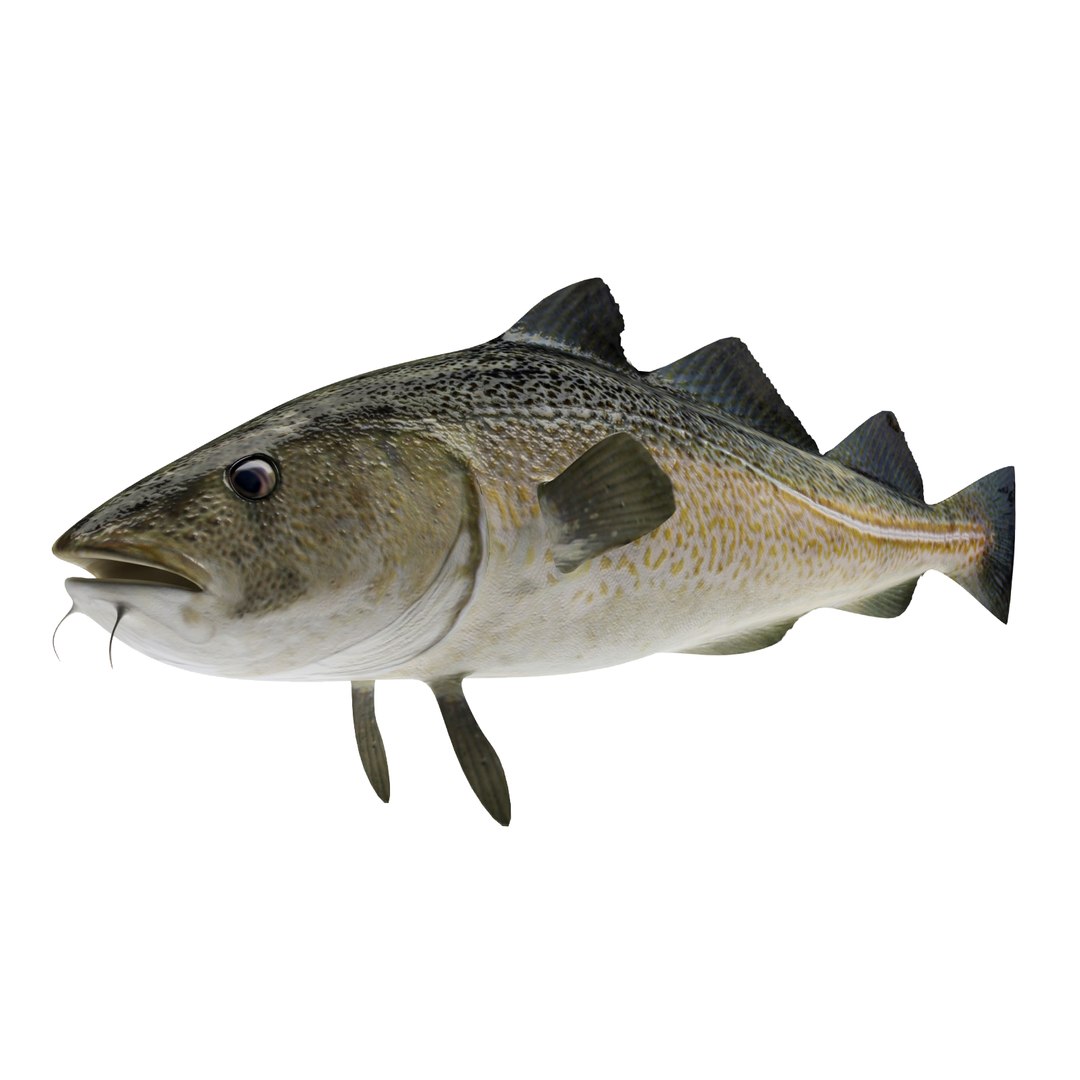 Cod Fish 3D Model - TurboSquid 1299408