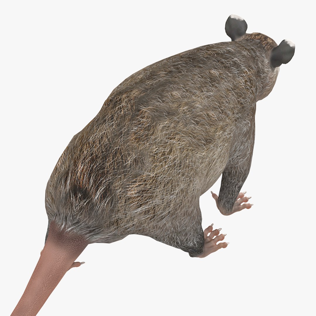 Possum Rigged 3d Model