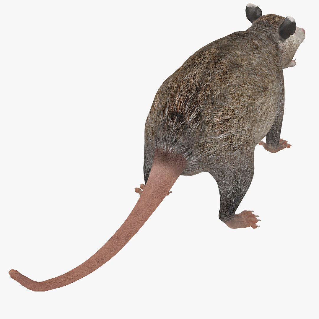 Possum Rigged 3d Model