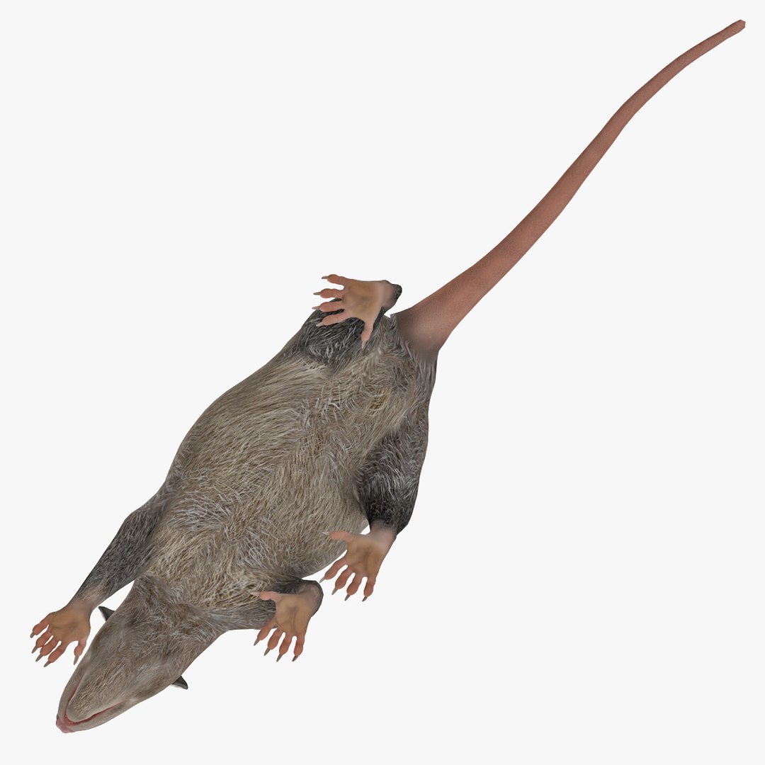 Possum Rigged 3d Model