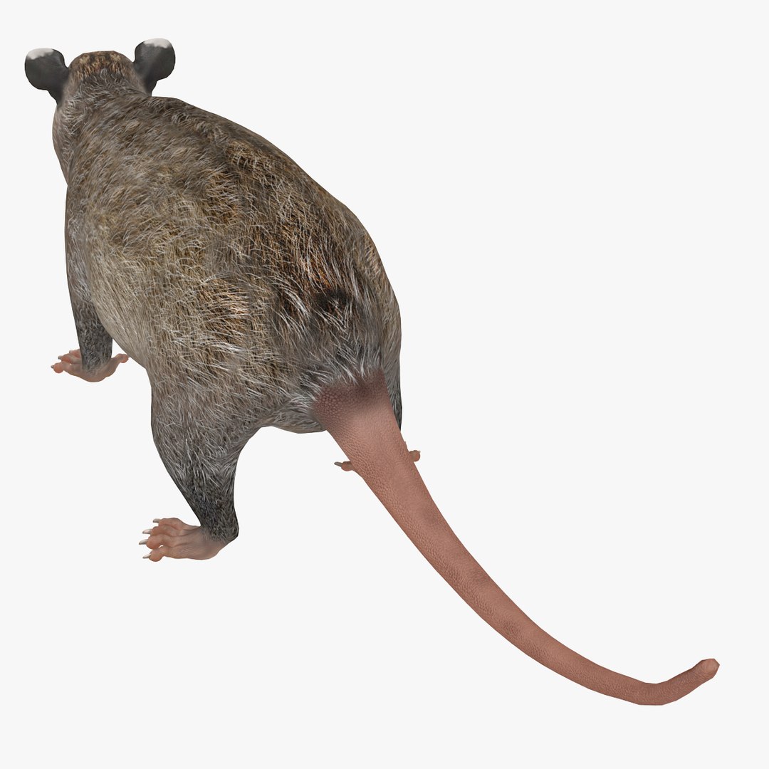 Possum Rigged 3d Model