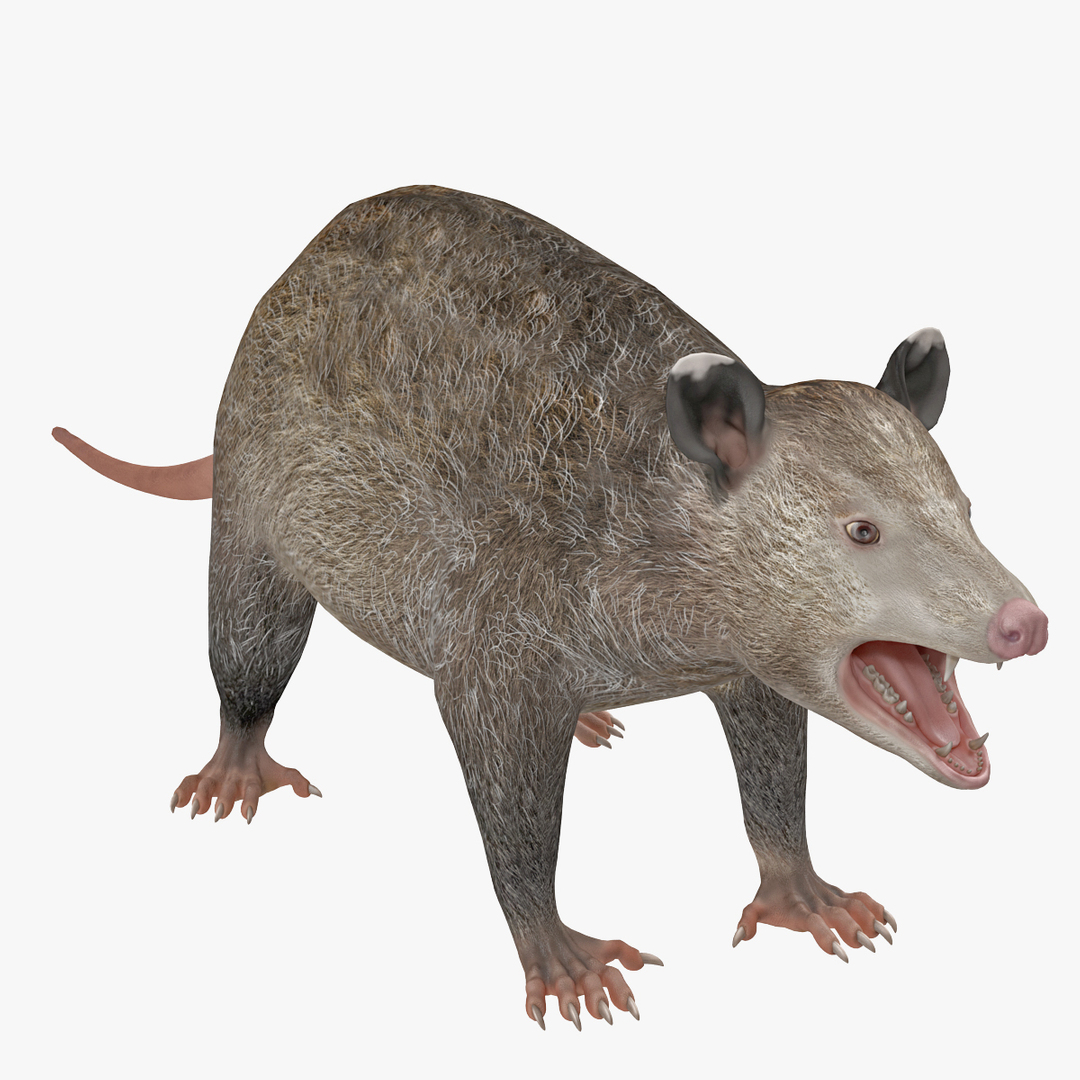 modelo 3d Possum Rigged - TurboSquid 885202