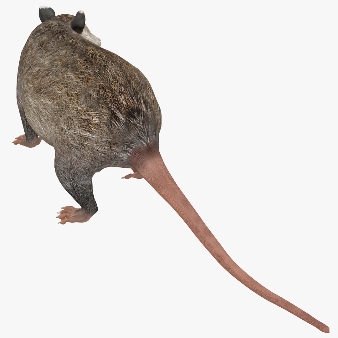 Possum Rigged 3d Model