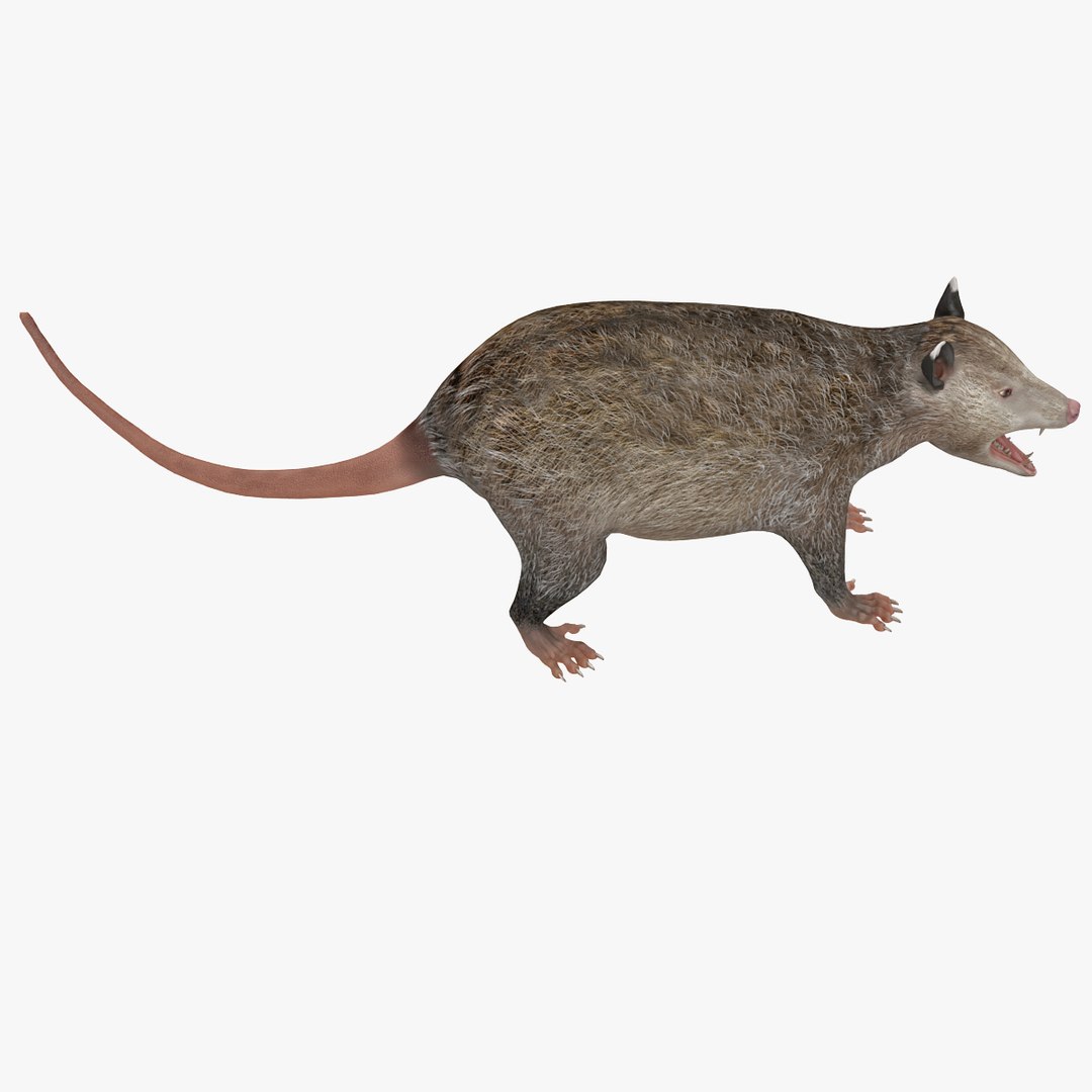 Possum Rigged 3d Model