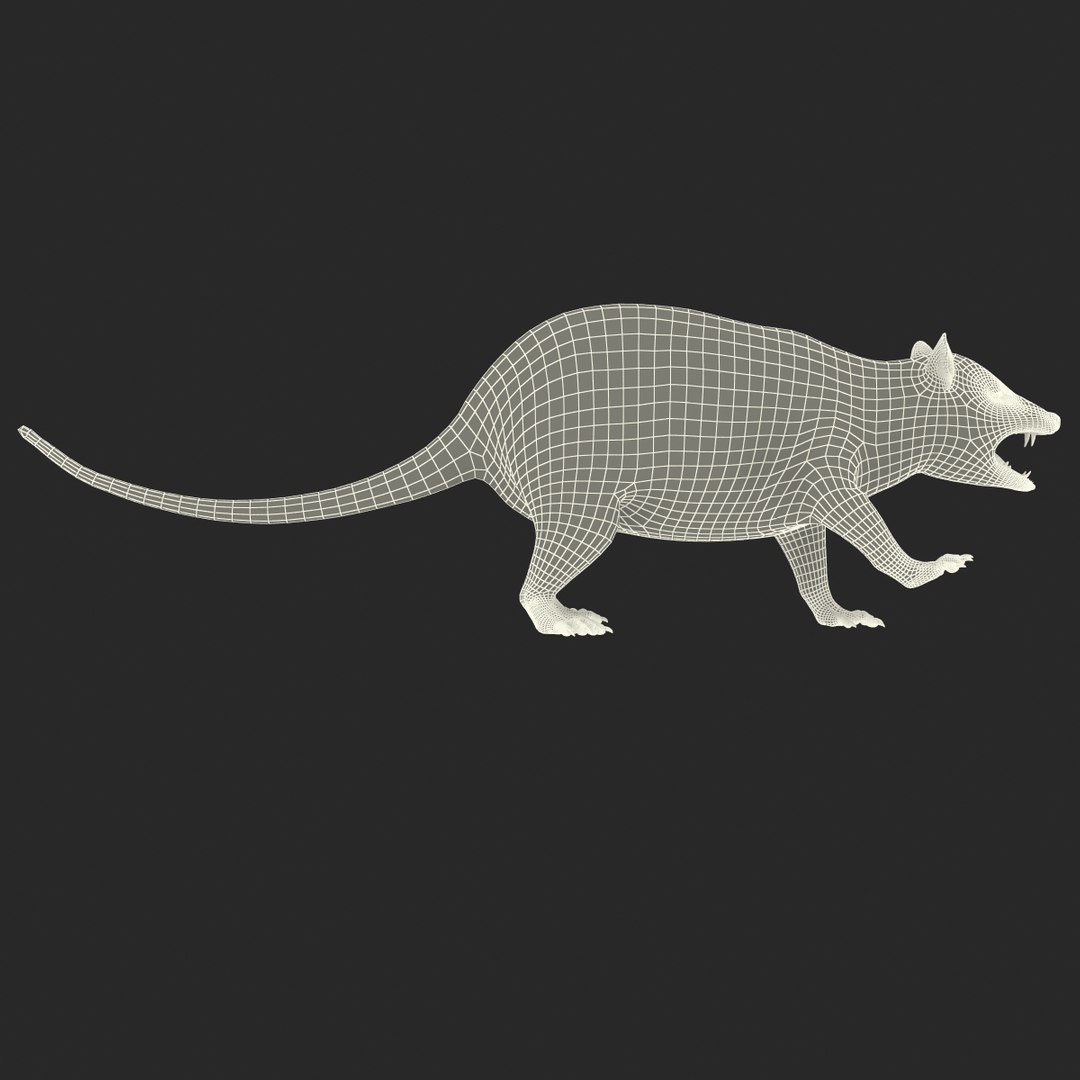 Possum Rigged 3d Model
