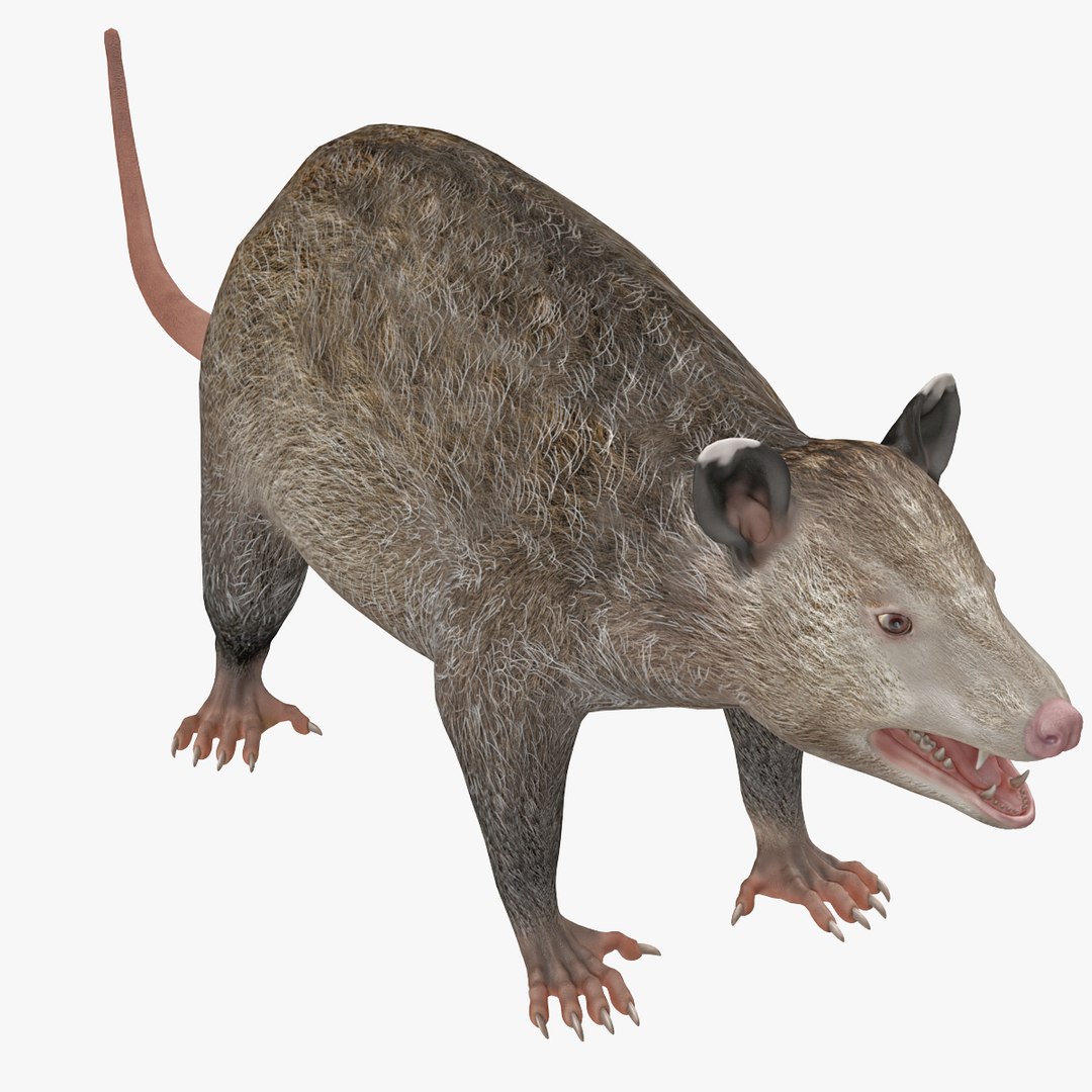 possum rigged 3d model