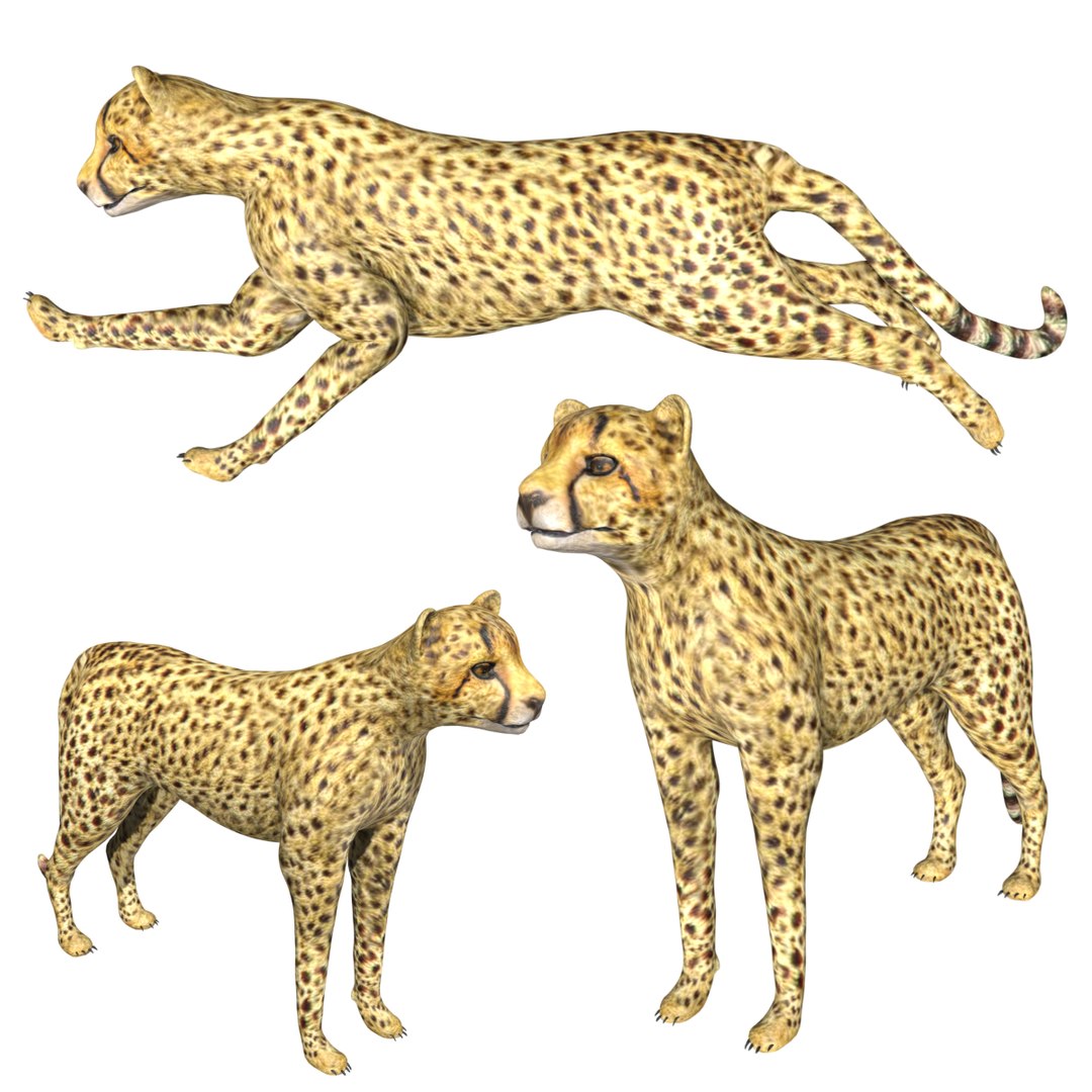 3D Rigged Cheetah Model - TurboSquid 1762637