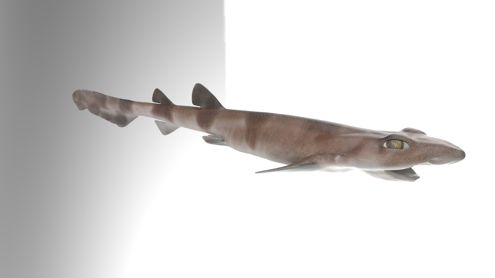 Blotchy Swell Shark 3D Model - TurboSquid 2419270