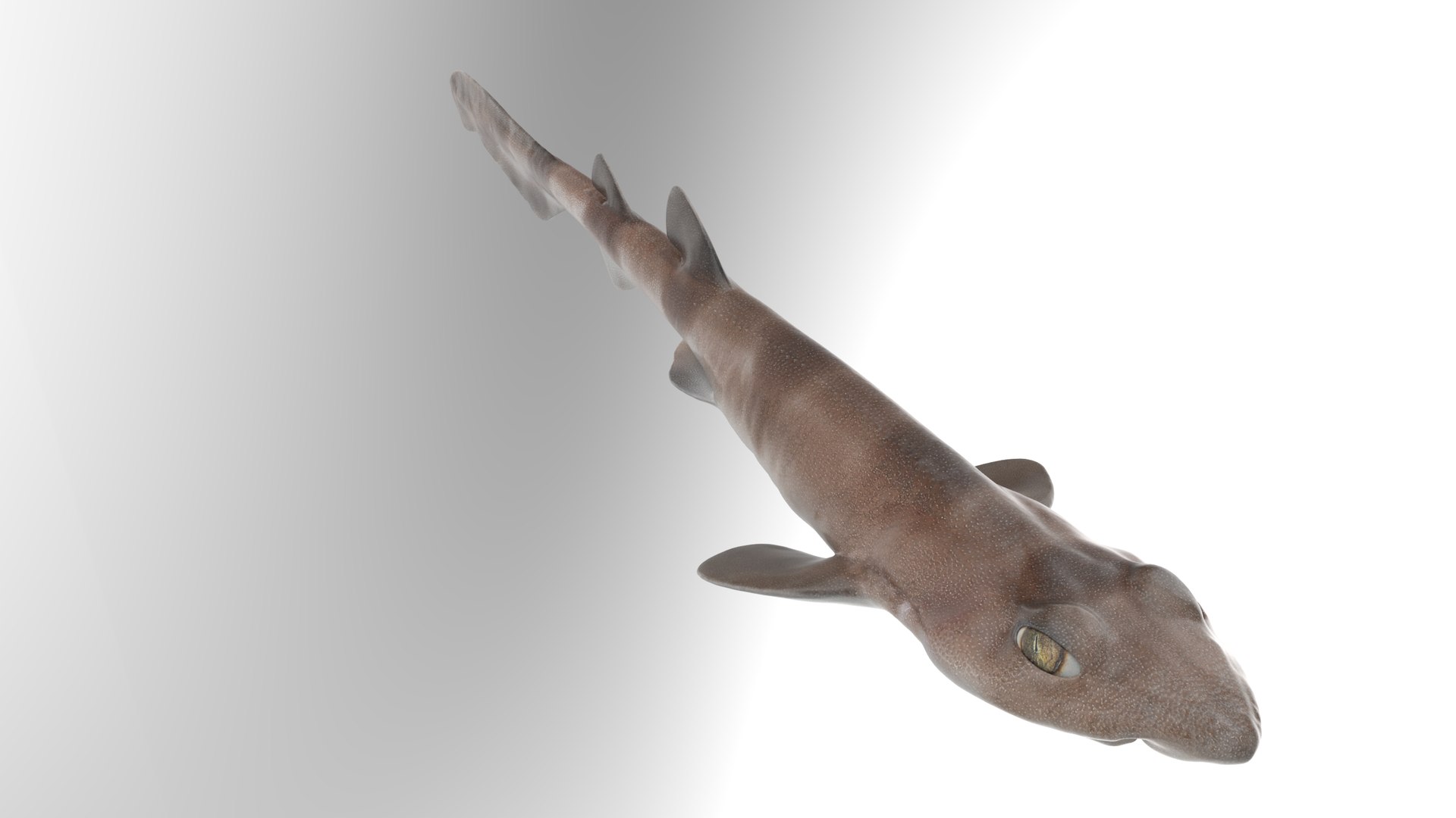 Blotchy Swell Shark 3D Model - TurboSquid 2419270