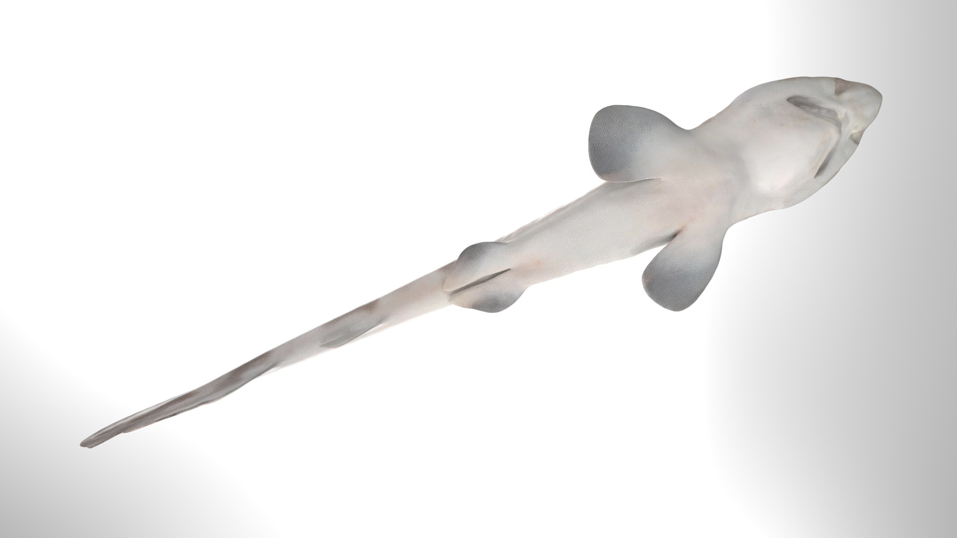 Blotchy Swell Shark 3D Model - TurboSquid 2419270