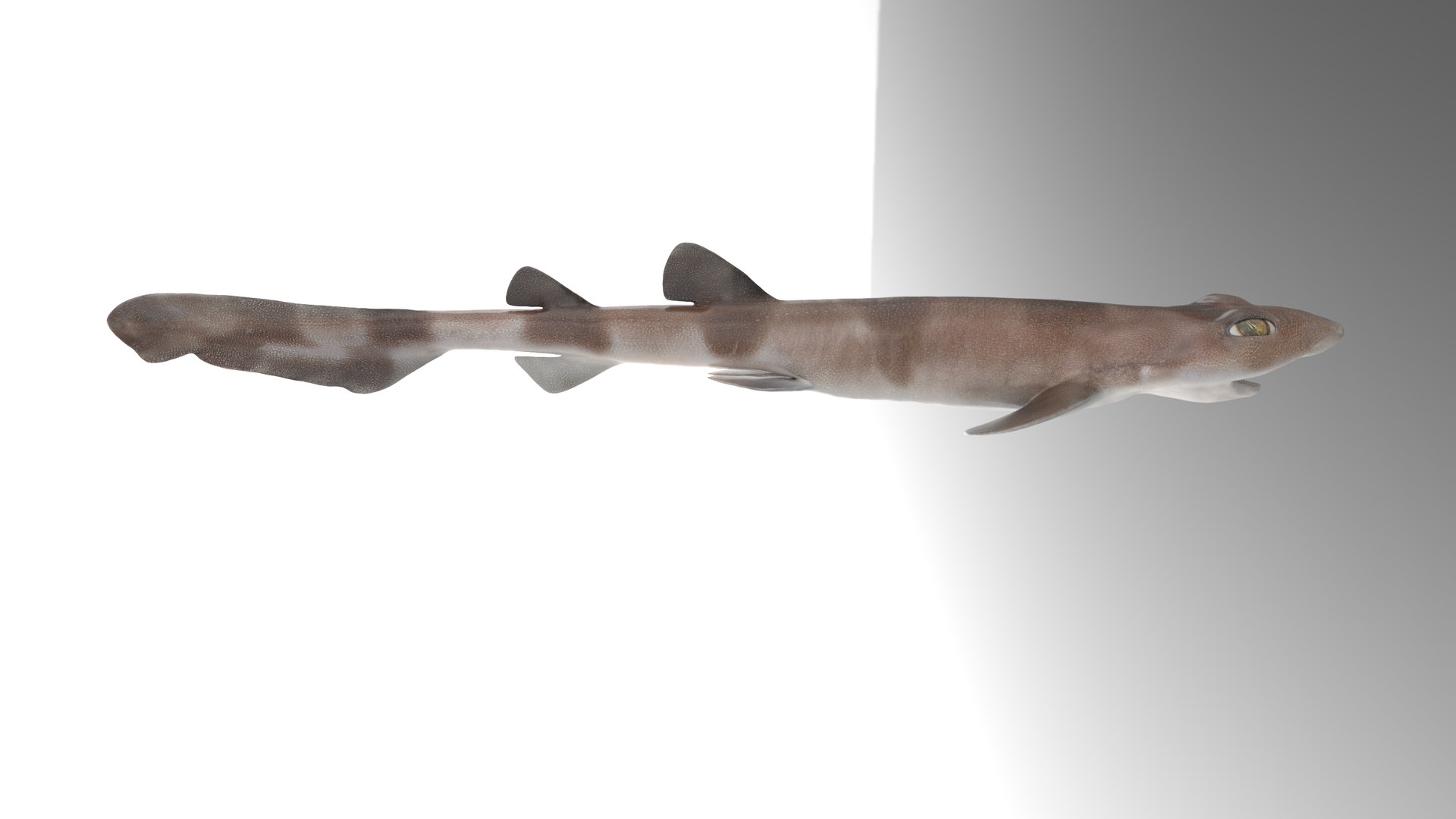 Blotchy Swell Shark 3D Model - TurboSquid 2419270